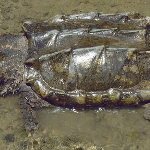 Reptiles - Encyclopedia of Arkansas