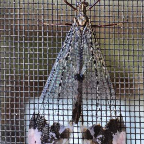 Insects - Encyclopedia of Arkansas