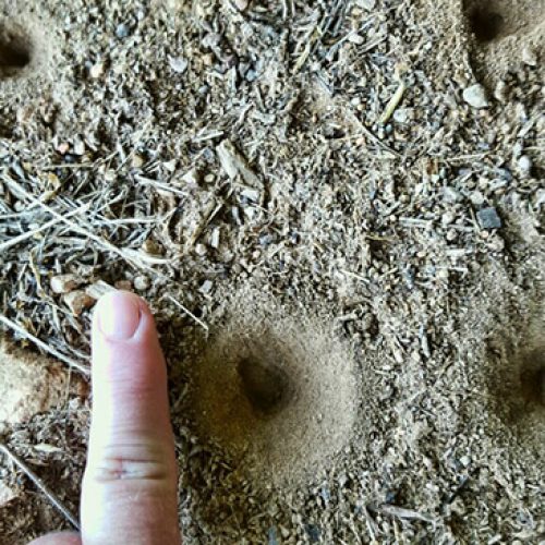 Insects - Encyclopedia of Arkansas