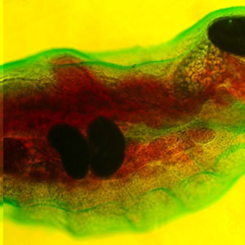 Aspidogastreans - Encyclopedia of Arkansas