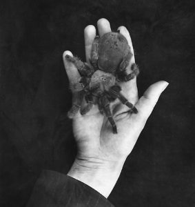 Tarantula - Encyclopedia of Arkansas