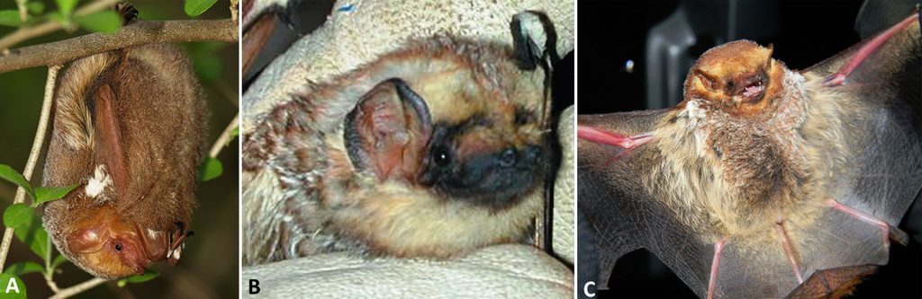Lasiurus Bats - Encyclopedia of Arkansas
