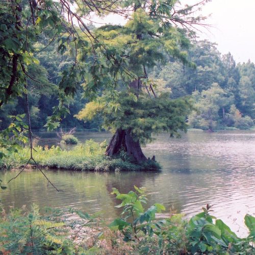 Buffalo Island - Encyclopedia of Arkansas