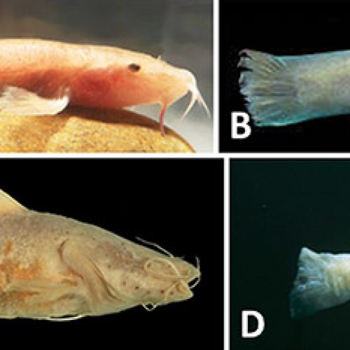 Cave Fishes - Encyclopedia of Arkansas