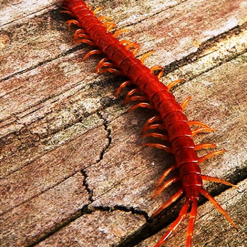 Centipedes - Encyclopedia of Arkansas