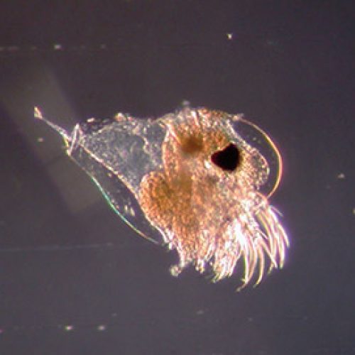 Cladocerans - Encyclopedia of Arkansas