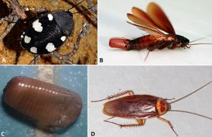 Cockroaches - Encyclopedia of Arkansas