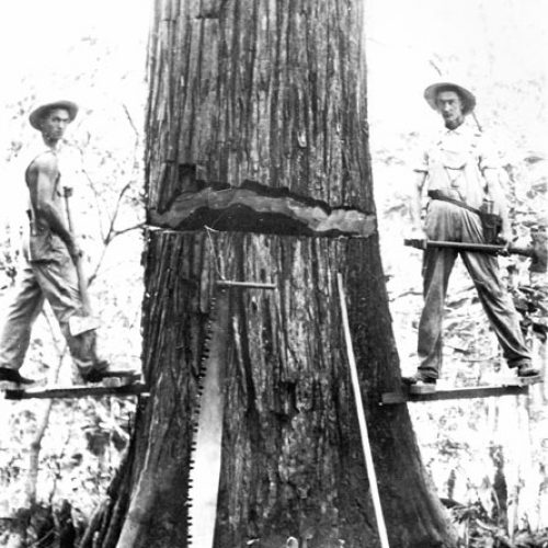Timber Industry - Encyclopedia of Arkansas
