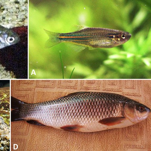 Cyprinids - Encyclopedia of Arkansas