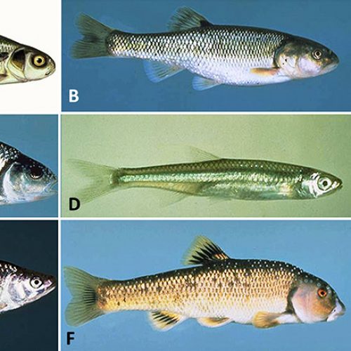 Zoology Archives - Encyclopedia of Arkansas