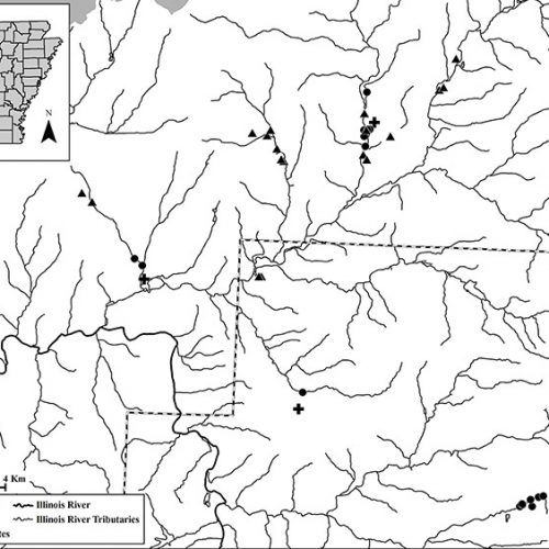 Arkansas Darter - Encyclopedia of Arkansas