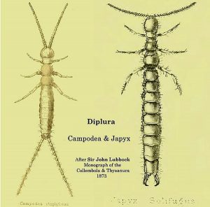 Diplurans - Encyclopedia of Arkansas