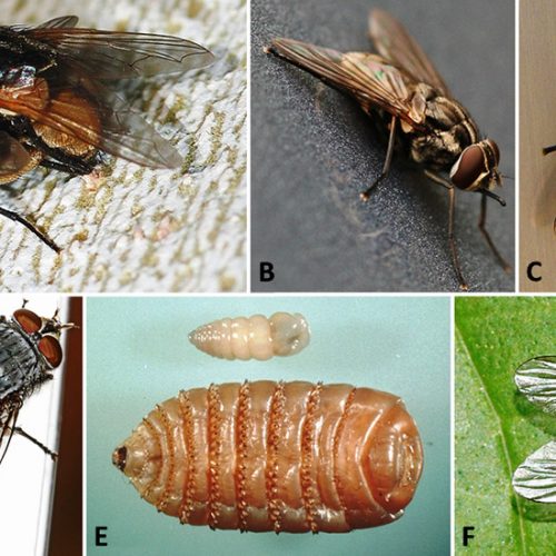 Dipteran Parasites - Encyclopedia of Arkansas