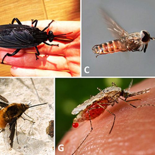 Flies - Encyclopedia of Arkansas