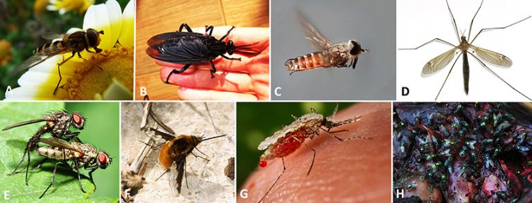 Flies - Encyclopedia of Arkansas