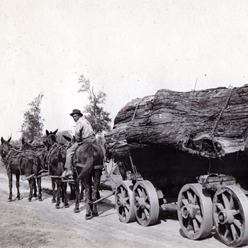 Timber Industry - Encyclopedia of Arkansas