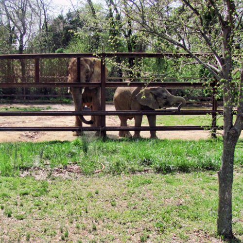 Riddle's Elephant and Wildlife Sanctuary - Encyclopedia of Arkansas