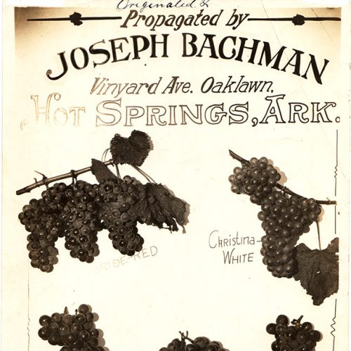 Bachman, Joseph - Encyclopedia of Arkansas