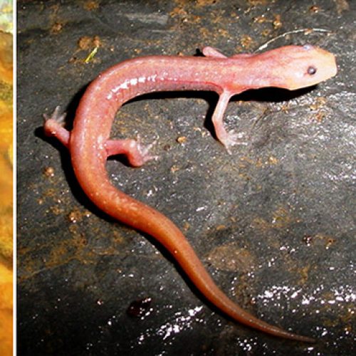 Grotto Salamander - Encyclopedia of Arkansas