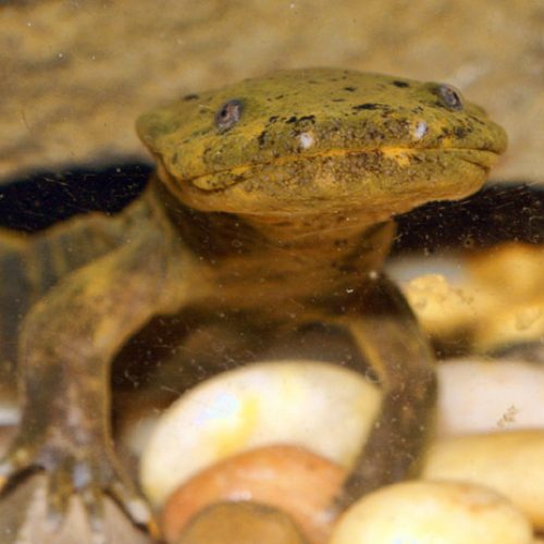Ozark Hellbender - Encyclopedia of Arkansas