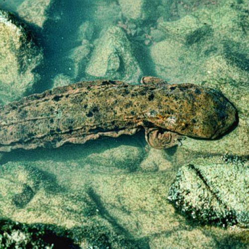 Ozark Hellbender - Encyclopedia of Arkansas