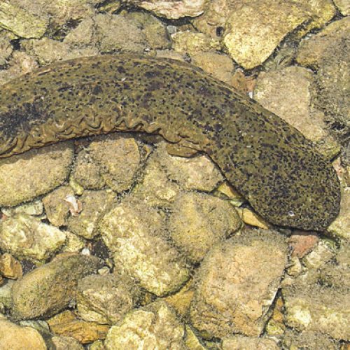 Ozark Hellbender - Encyclopedia of Arkansas