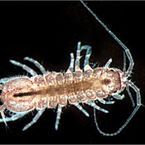 Freshwater Isopods - Encyclopedia of Arkansas