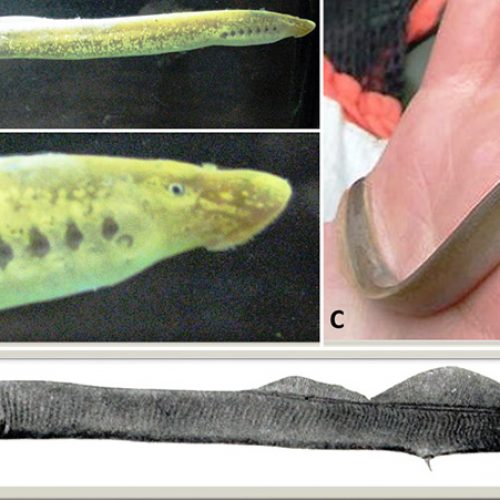 Lampreys - Encyclopedia of Arkansas