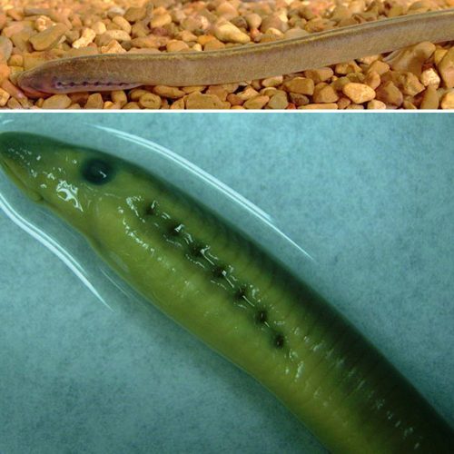 Lampreys - Encyclopedia of Arkansas