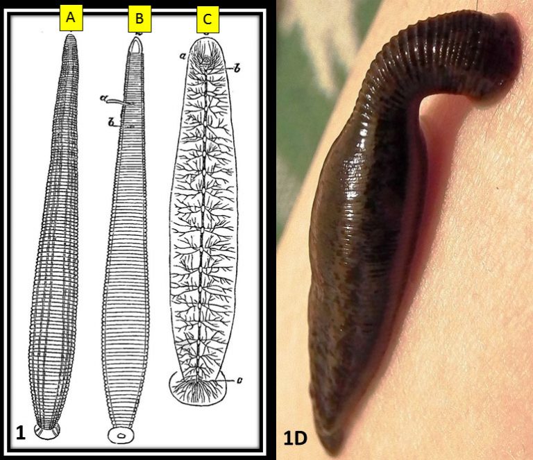 Medicinal Leech - Encyclopedia of Arkansas