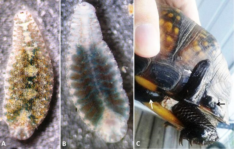 Turtle Leeches - Encyclopedia of Arkansas