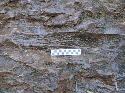 Lepidodendron Fossil - Encyclopedia of Arkansas