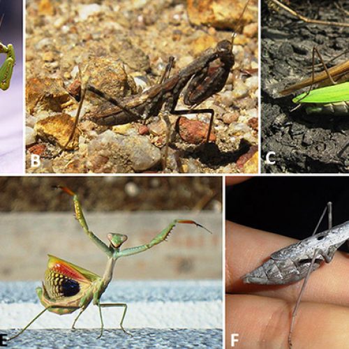 Mantodea - Encyclopedia of Arkansas