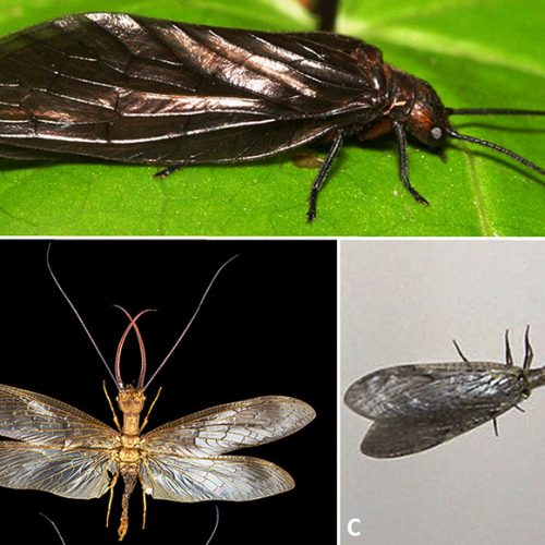 Megaloptera - Encyclopedia of Arkansas
