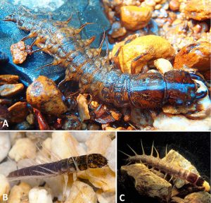 Megaloptera - Encyclopedia of Arkansas