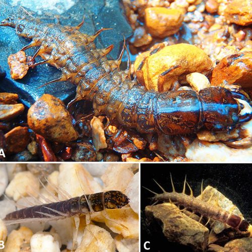 Megaloptera - Encyclopedia of Arkansas