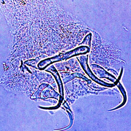 Monogeneans - Encyclopedia of Arkansas