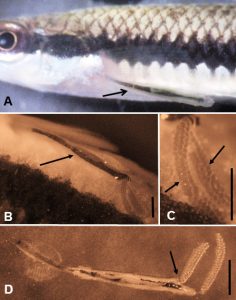 Lernaea cyprinacea - Encyclopedia of Arkansas