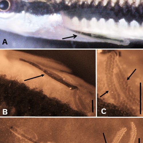 Parasitic Crustaceans - Encyclopedia of Arkansas