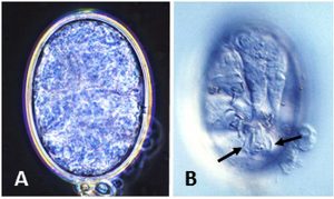 Pentastomes - Encyclopedia of Arkansas