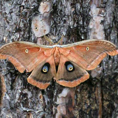 Mount Magazine State Park - Encyclopedia of Arkansas