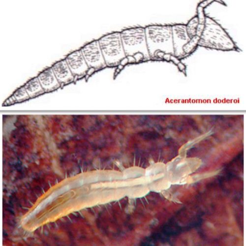 Proturans - Encyclopedia of Arkansas