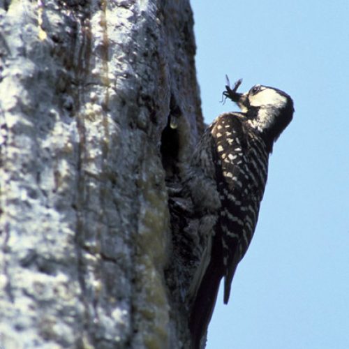Endangered, Threatened, and Rare Species - Encyclopedia of Arkansas