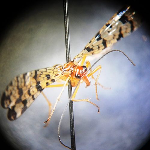 Scorpionflies - Encyclopedia of Arkansas