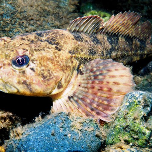 Fish - Encyclopedia of Arkansas