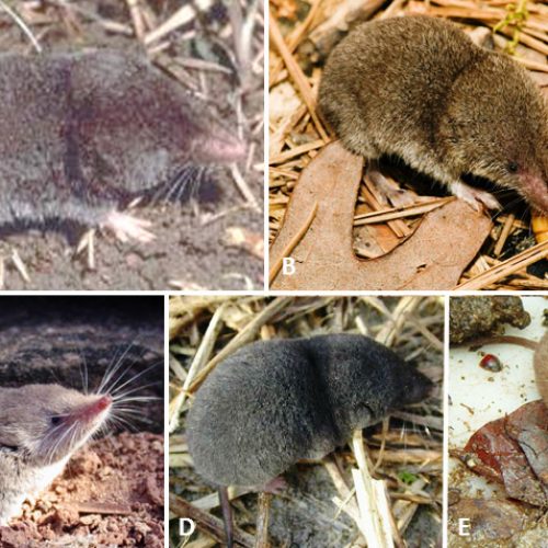 Shrews - Encyclopedia of Arkansas