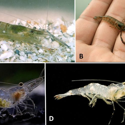 Palaemonetes kadiakensis - Encyclopedia of Arkansas