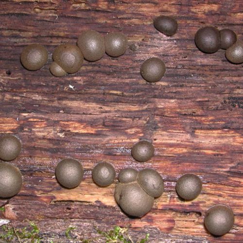 Slime Molds - Encyclopedia of Arkansas