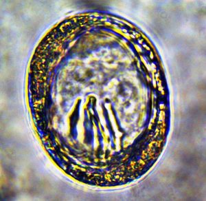 Tapeworm Egg - Encyclopedia of Arkansas