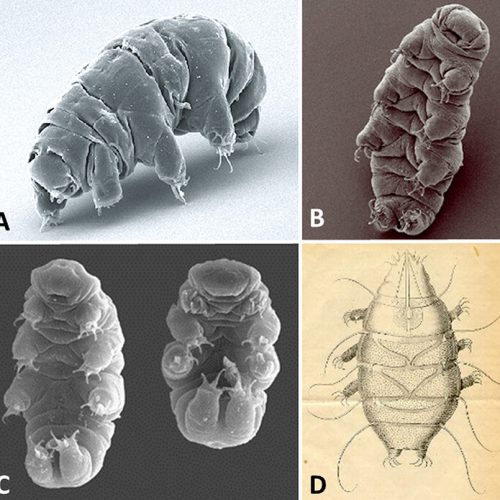 Tardigrades' Life Stages - Encyclopedia of Arkansas